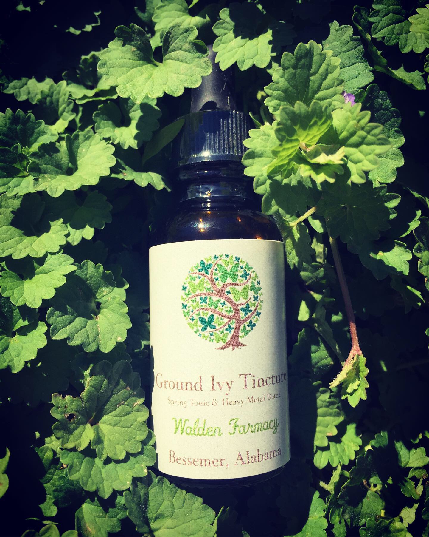 Ground Ivy Tincture – Walden Farmacy